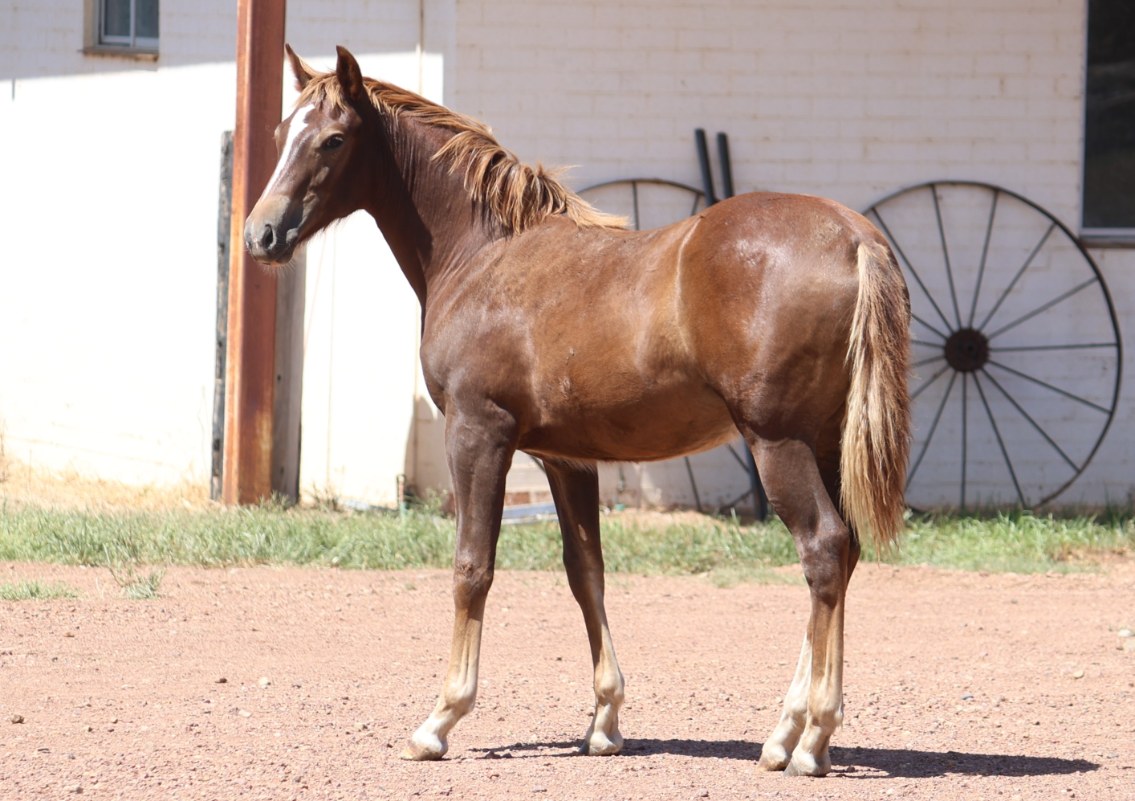 Asham Saffron | Asham Connemaras