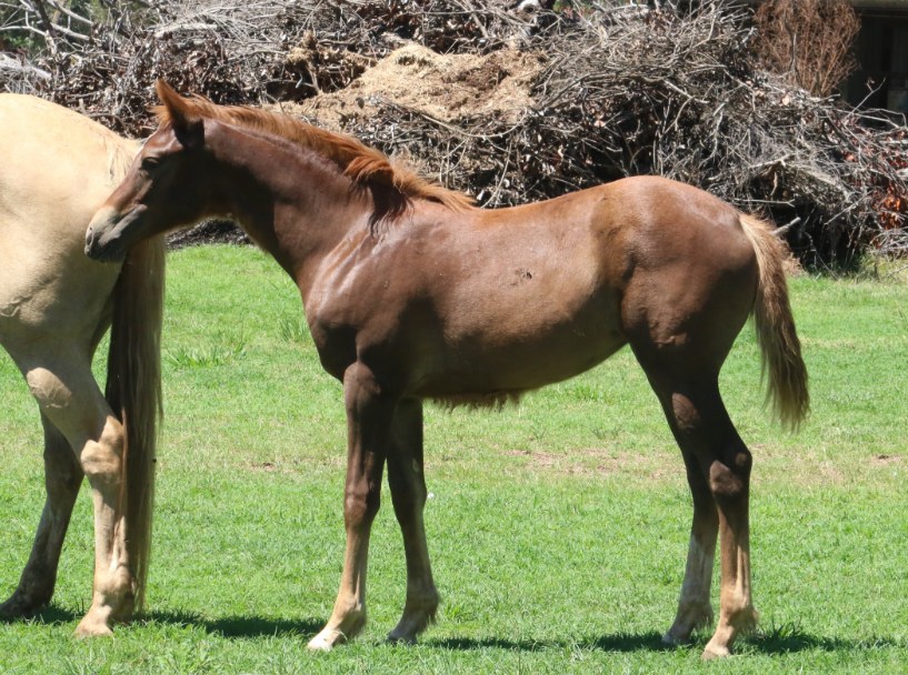 Asham Saffron | Asham Connemaras