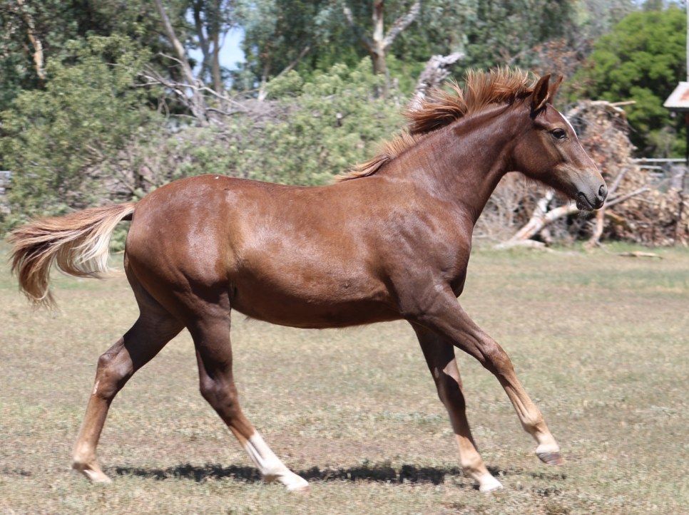 Asham Saffron | Asham Connemaras