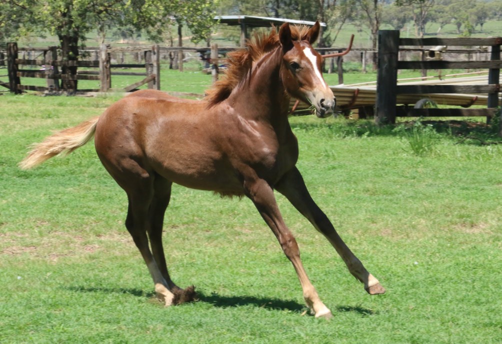 Asham Saffron | Asham Connemaras