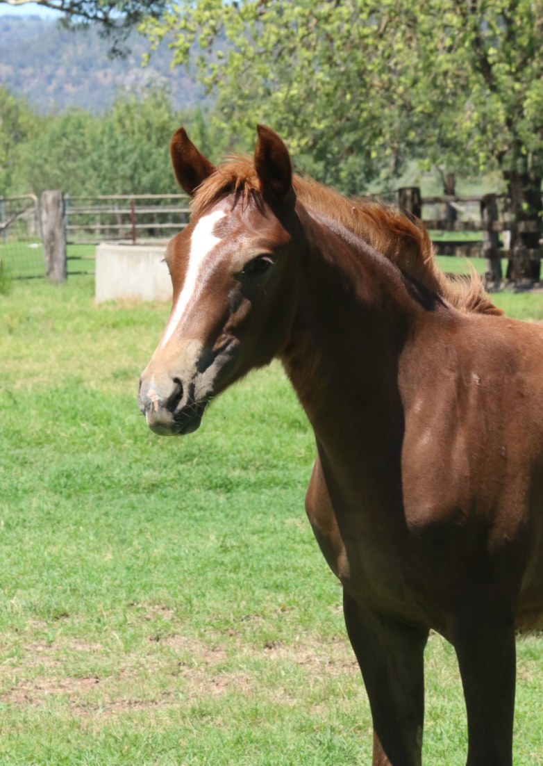 Asham Saffron | Asham Connemaras